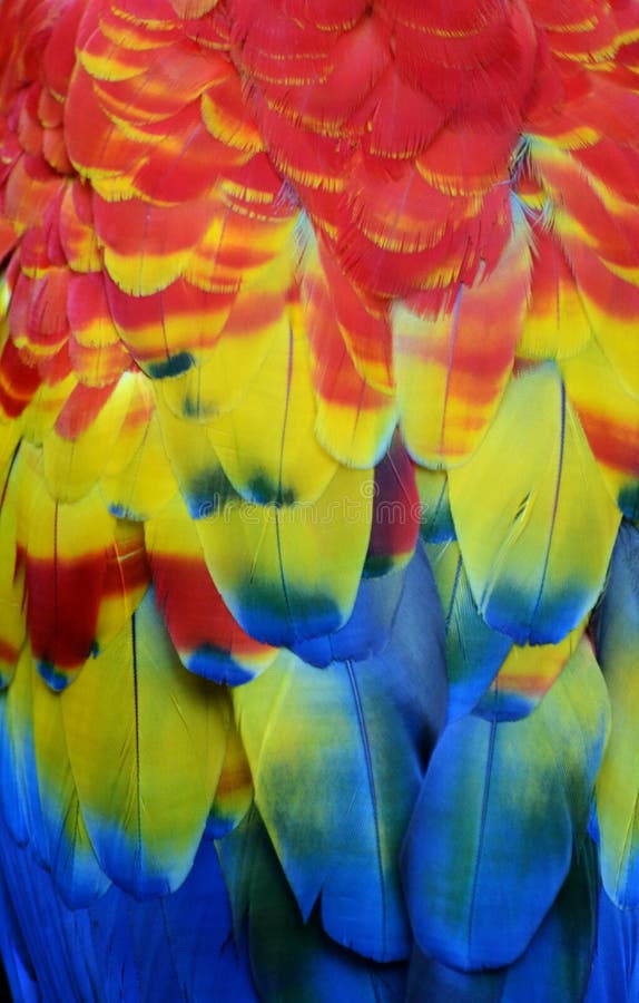 Multi-Colored Macaw Feathers Stock Photo - Image of details, birds ...