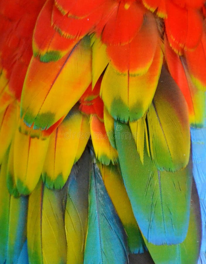 Multi-Colored Macaw Feathers Stock Photo - Image of details, birds ...