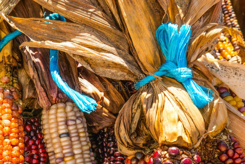 Multi-colored Maize Corn for Sale Stock Photo - Image of decoration ...