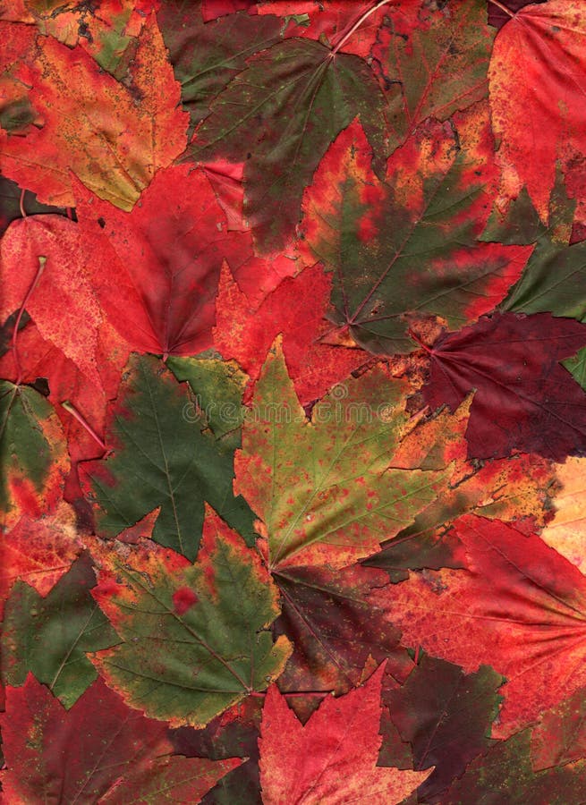 Multi Colored Maple Leaves stock image. Image of stem - 21815367