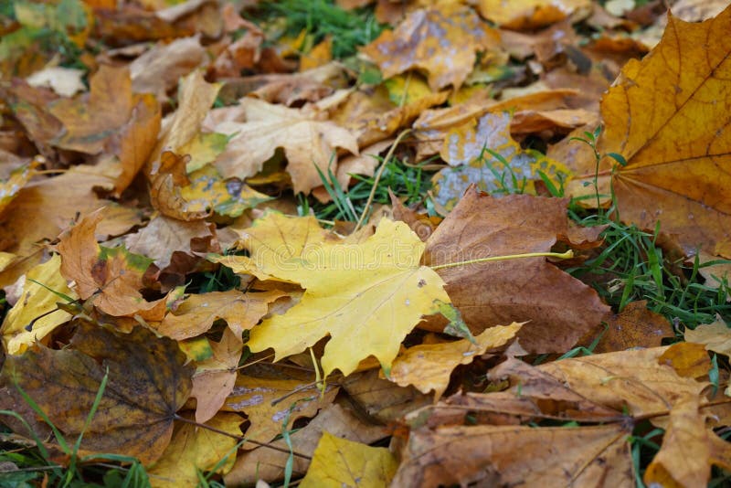 Multi-colored Maple Leaves Lie on the Grass. Top View. Scene of ...