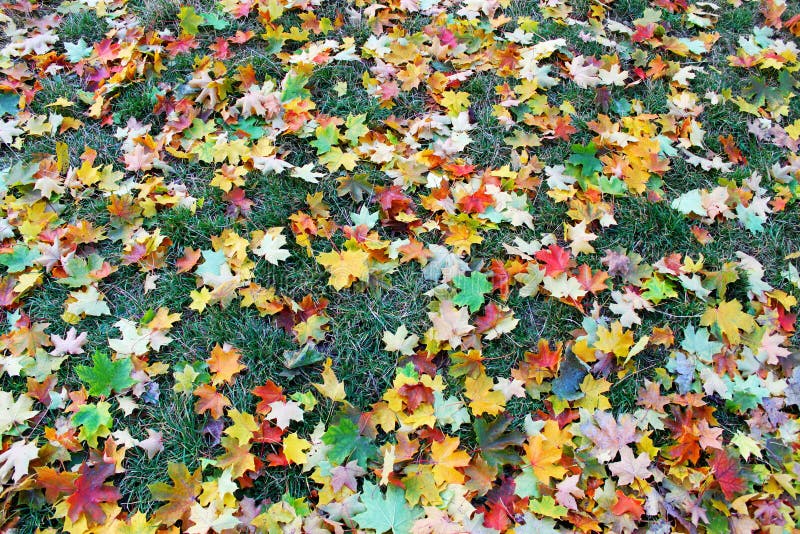 Multi-colored maple leaves stock photo. Image of green - 34720762
