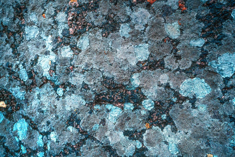 Multi-colored Mold Texture on the Stones Stock Photo - Image of grass ...