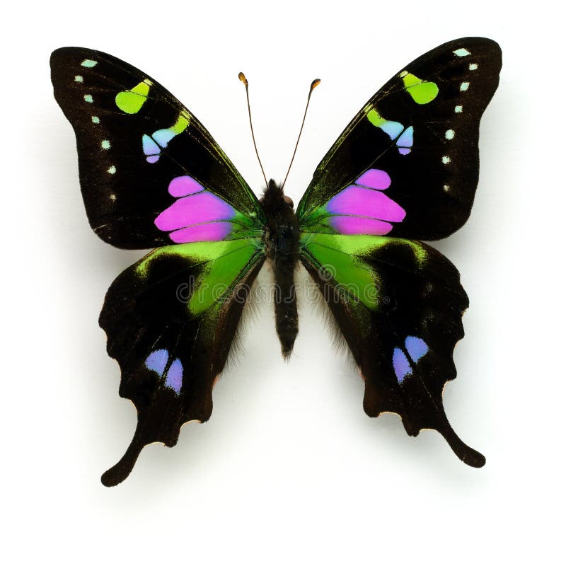 223 Black Multi Colored Moth Stock Photos - Free & Royalty-Free Stock ...
