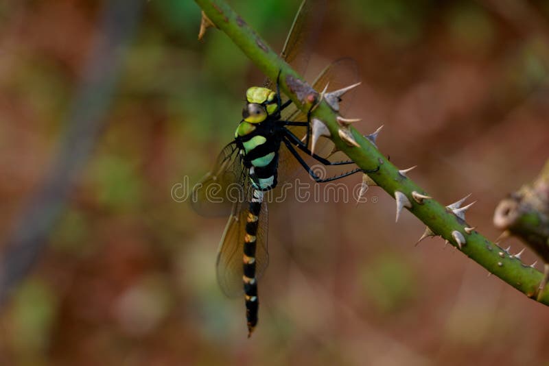 Multi Colored Odonta or Dragon Fly from Western Ghats Stock Image ...