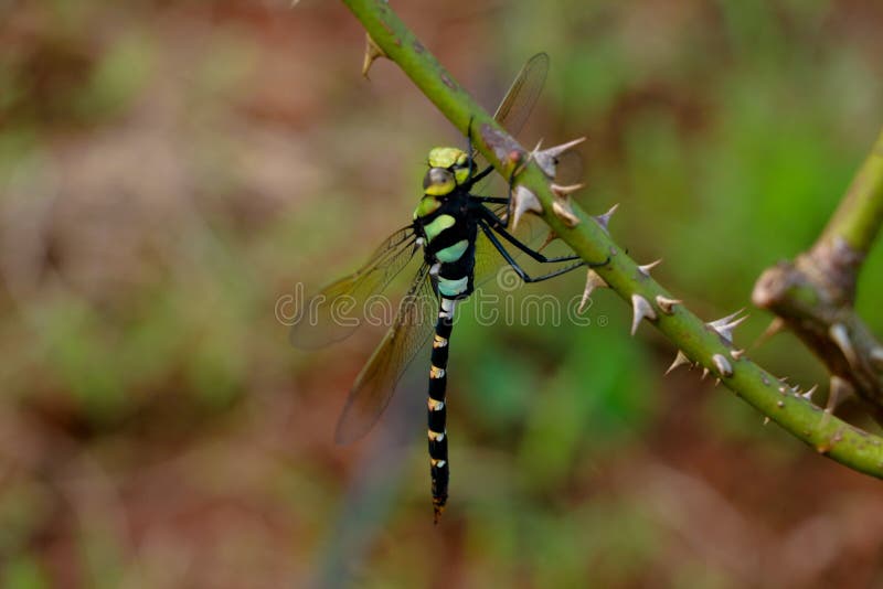 Multi Colored Odonta or Dragon Fly from Western Ghats Stock Image ...