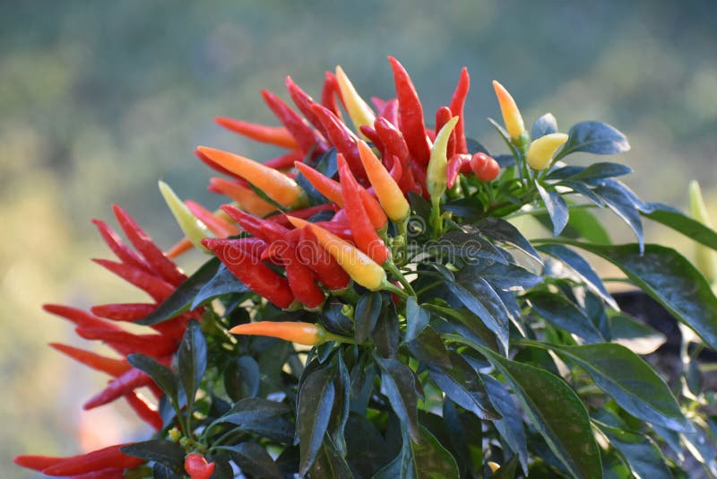 Multi Colored Ornamental Peppers - Capsicum Annuum Stock Image - Image ...