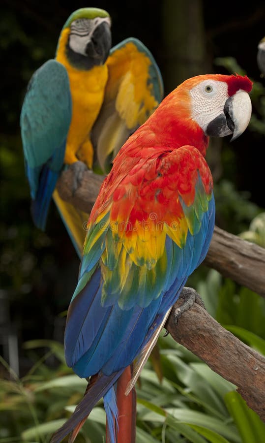 The multi colored parrot stock image. Image of parrot - 21444443