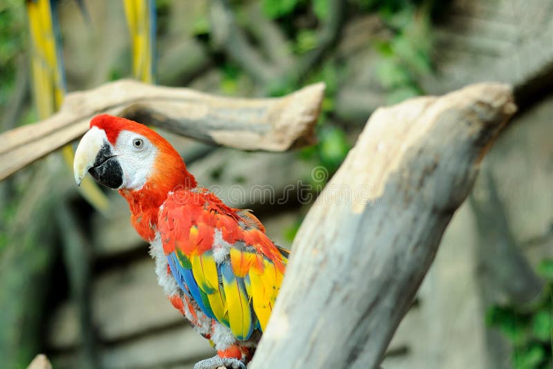 Multi-colored parrot stock photo. Image of fauna, nature - 78909036