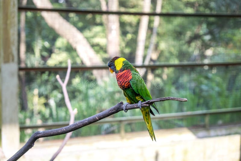 A Multi-colored Parrot Lorikeet Sits on a Branch in the Aviary Stock ...