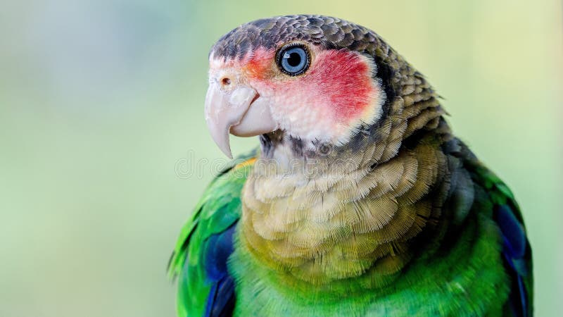 A Multi-colored Parrot Sits on a Branch. Stock Image - Image of ...