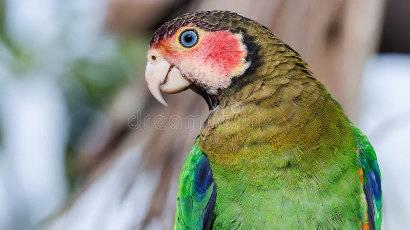 A Multi-colored Parrot Sits on a Branch. Stock Photo - Image of biology ...