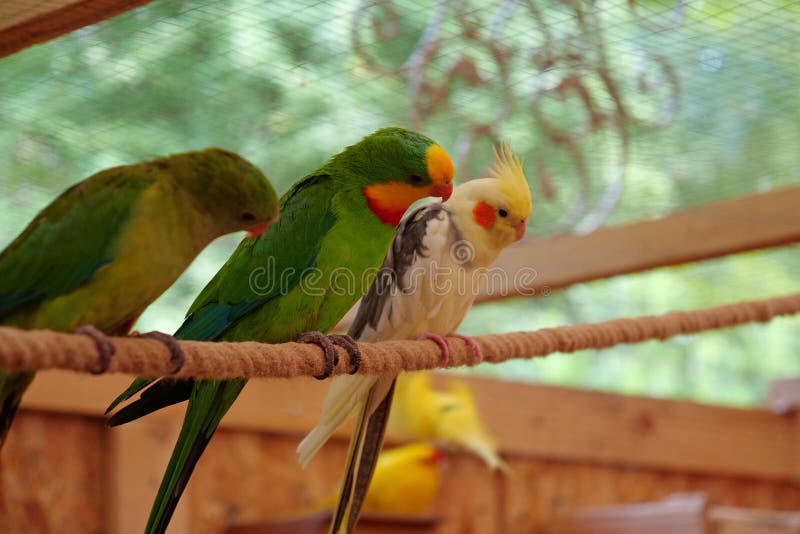 Multi-colored Parrots Sit on a Rope in Aviary Stock Photo - Image of ...
