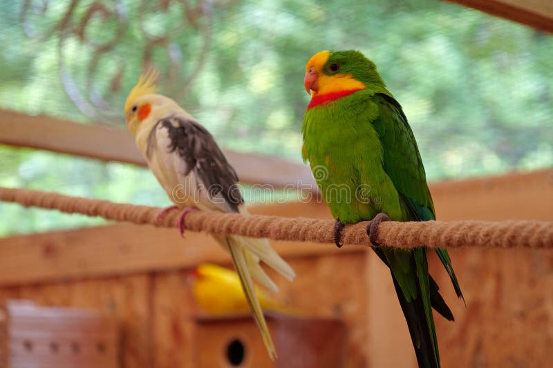 Multi-colored Parrots Sit on a Rope in the Aviary Stock Photo - Image ...