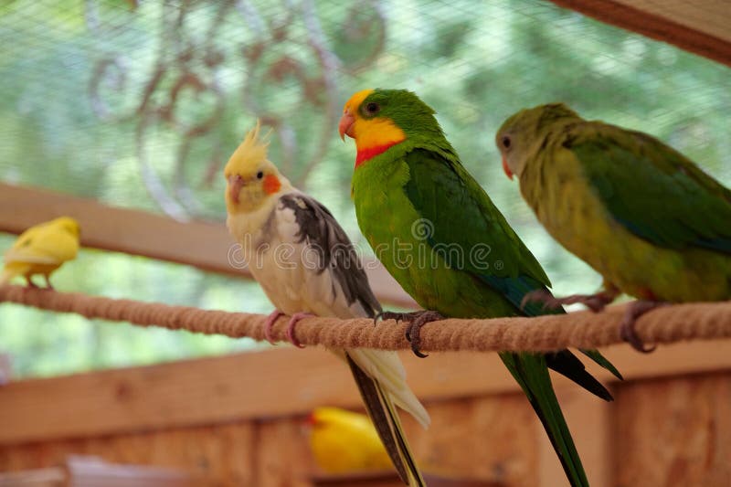 Multi-colored Parrots Sit on Rope in the Aviary Stock Photo - Image of ...