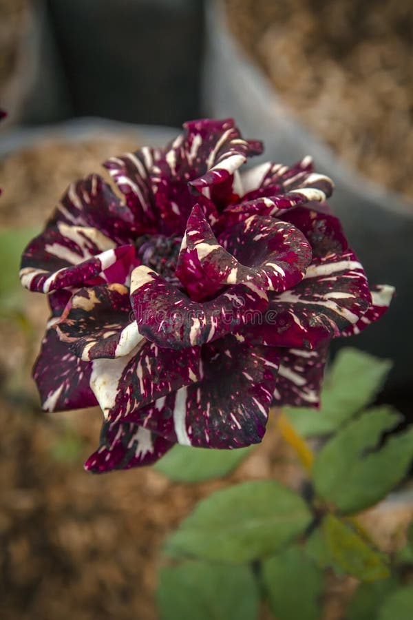 Multi Colored Patterns Rose Close-up Picture Stock Photo - Image of ...