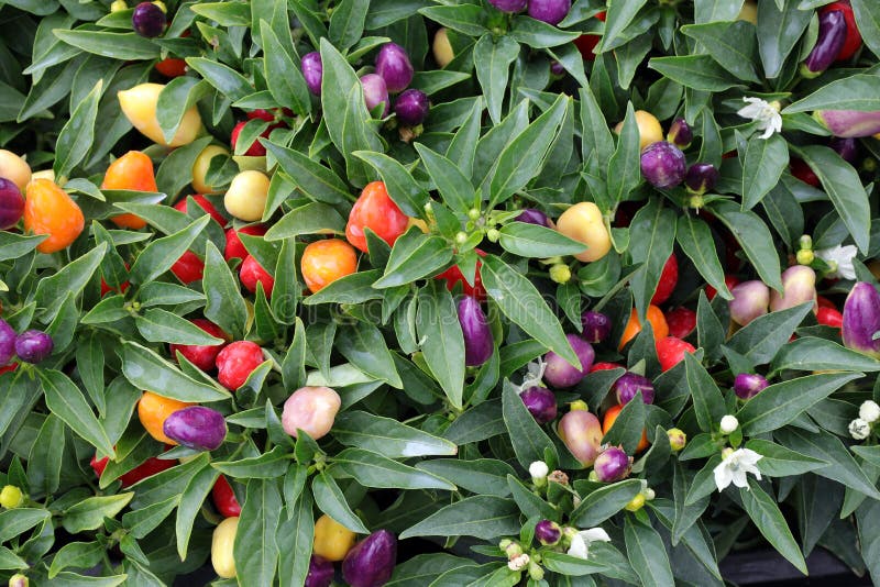 Multi-colored Pepper among Dark Green Foliage Stock Image - Image of ...