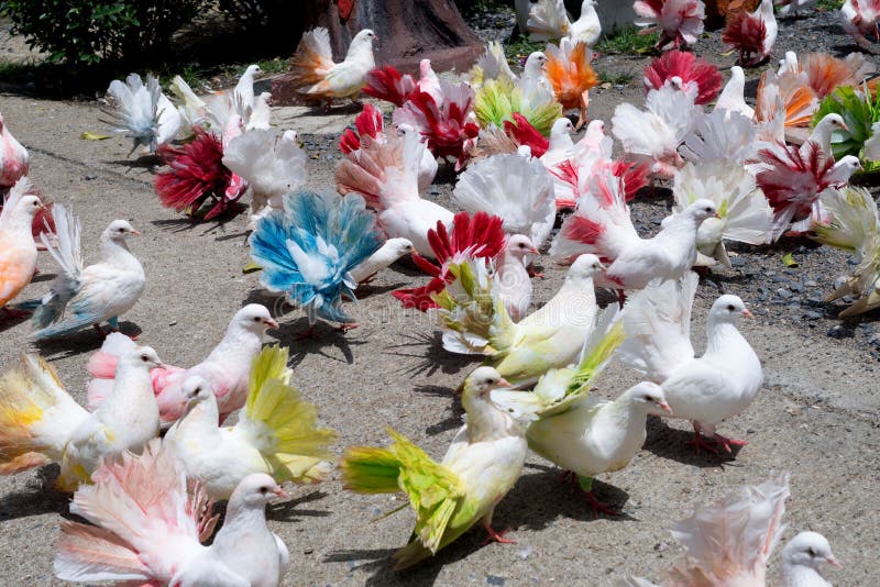 Multi Colored Pigeons Stock Photos - Free & Royalty-Free Stock Photos ...