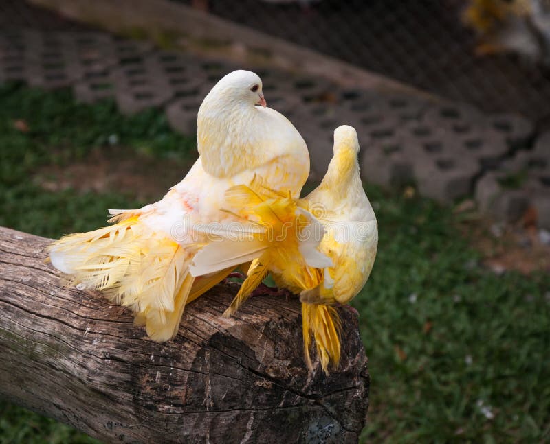 Multi-colored pigeons stock photo. Image of branch, multicolored - 80983058
