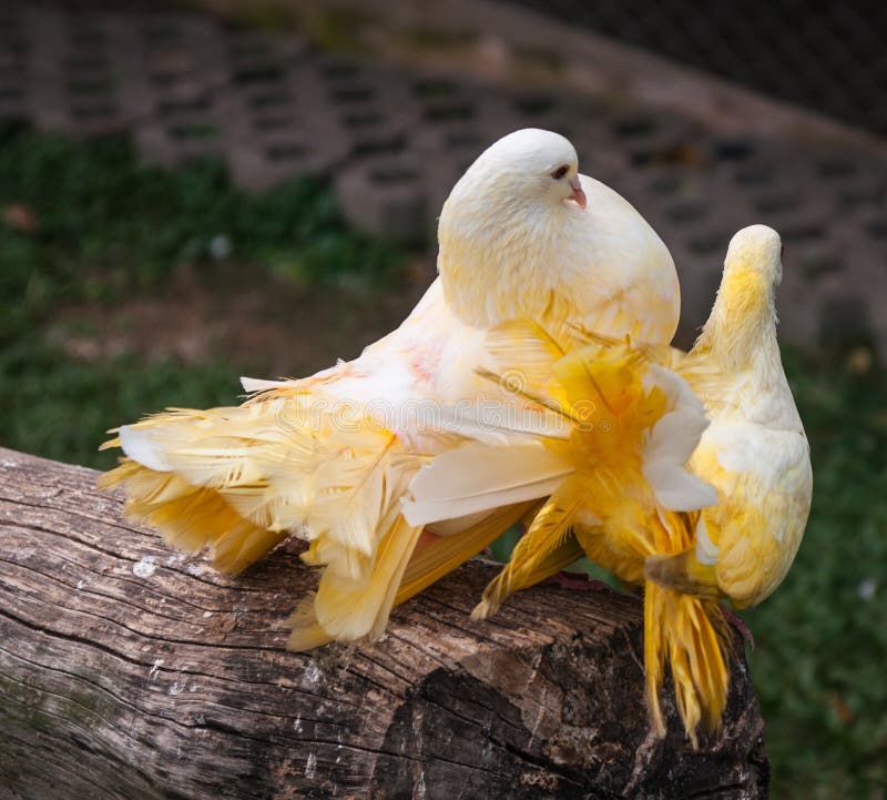 Multi Colored Pigeons Stock Photos - Free & Royalty-Free Stock Photos ...