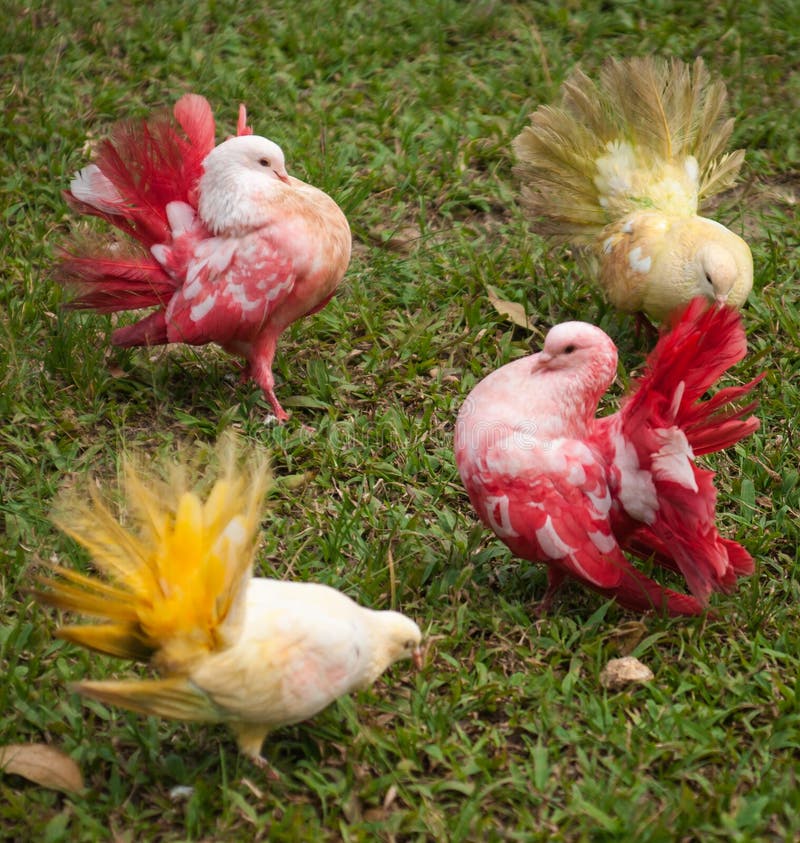 Multi Colored Pigeons Stock Photos - Free & Royalty-Free Stock Photos ...