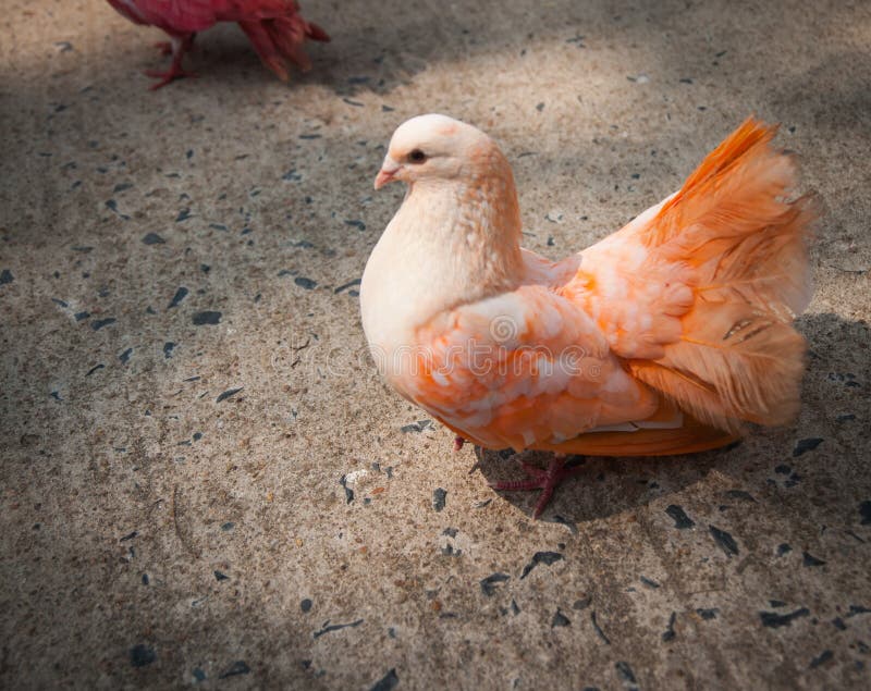 Multi-colored Pigeons, Koh Samui, Thailand Stock Image - Image of ...