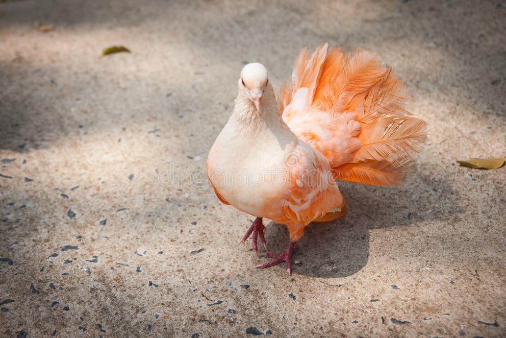 Multi-colored Pigeons, Koh Samui, Thailand Stock Photo - Image of ...
