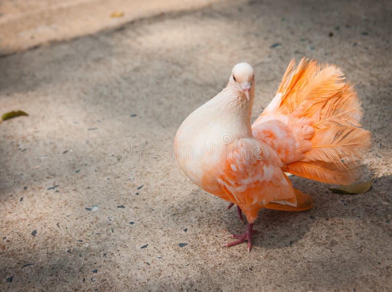 Multi-colored Pigeons, Koh Samui, Thailand Stock Photo - Image of ...