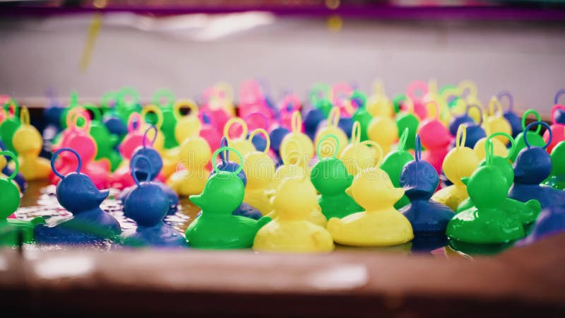 Multi-colored Plastic Ducks Swim in the Play Pool. Background Video ...