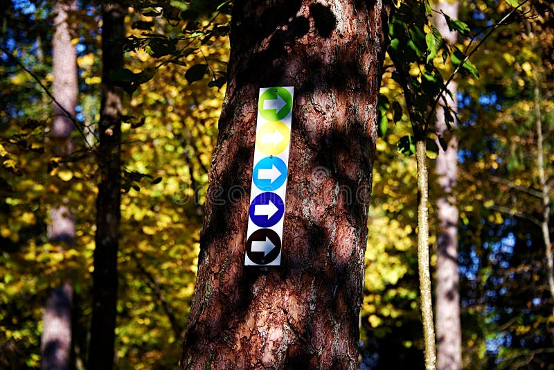 Multi-colored Pointers on the Tree. Road Sign - Five Arrows Stock Photo ...