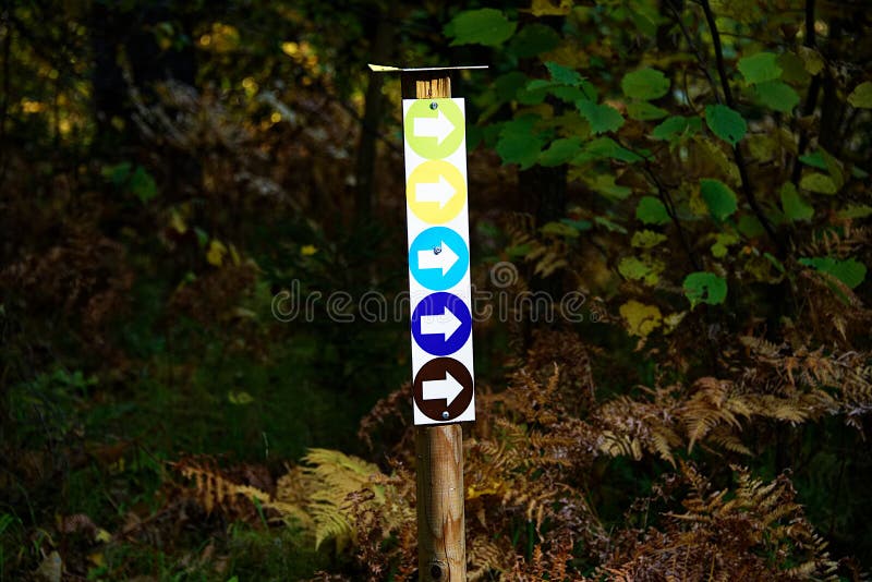 Multi-colored Pointers on the Tree. Road Sign - Five Arrows Stock Photo ...