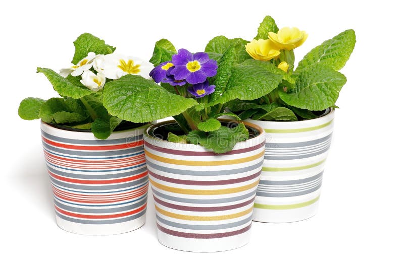 Primrose Hedge Stock Photos - Free & Royalty-Free Stock Photos from ...