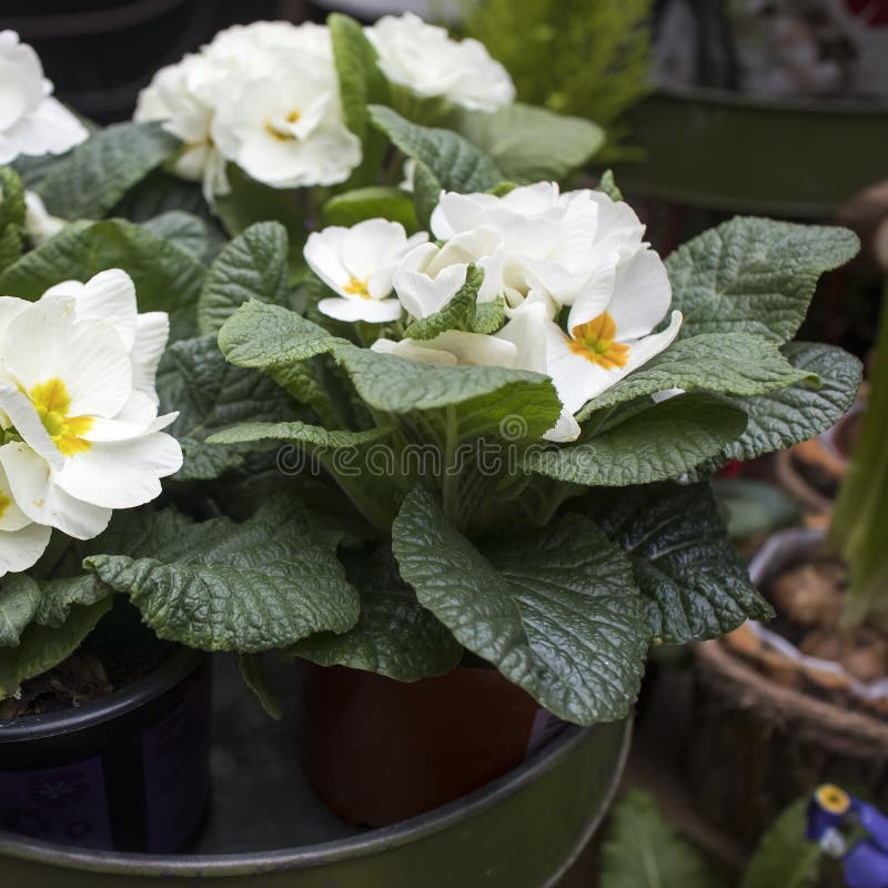 Multi-colored Primrose in Pots for Sale at Farmers Market Stock Photo ...
