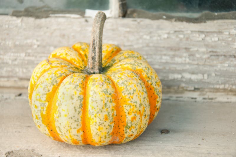 Multi colored pumpkin stock image. Image of still, people - 56313095