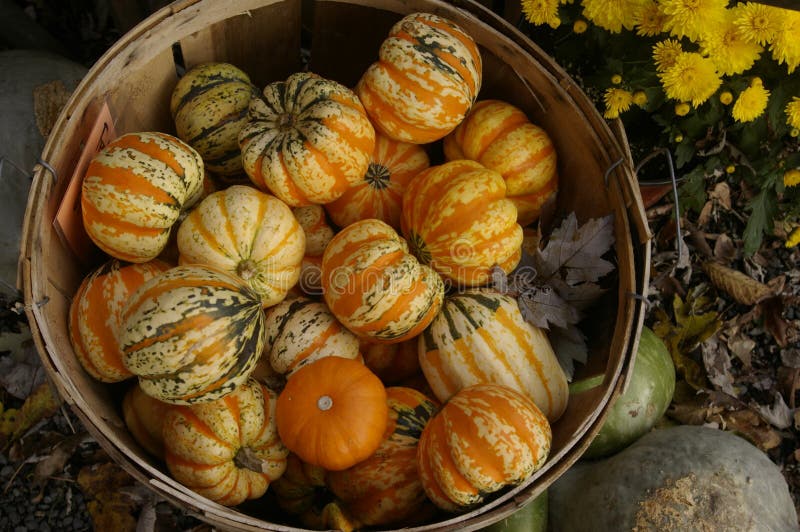 Multi colored pumpkins stock image. Image of squash, orange - 11542909