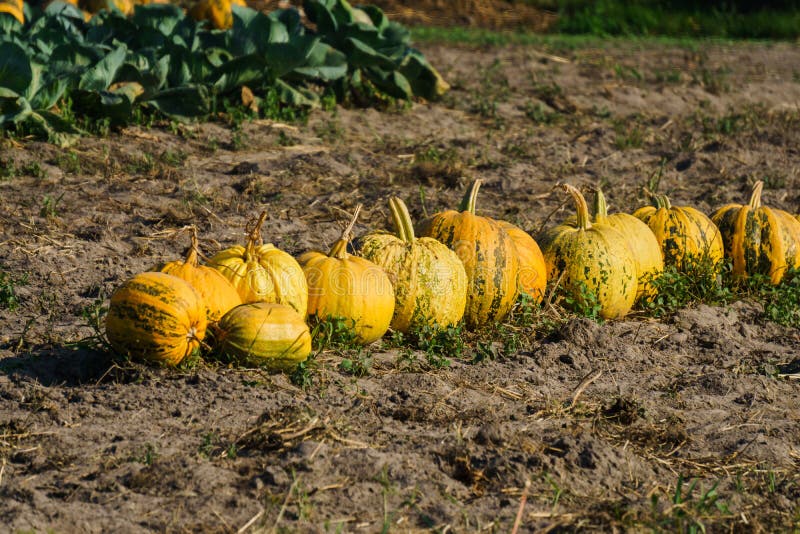 Multi-colored Pumpkins Laid Out on a Field in a Village Stock Image ...