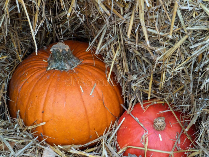 Multi Colored Pumpkins on a Straw. Halloween Stock Photo - Image of ...