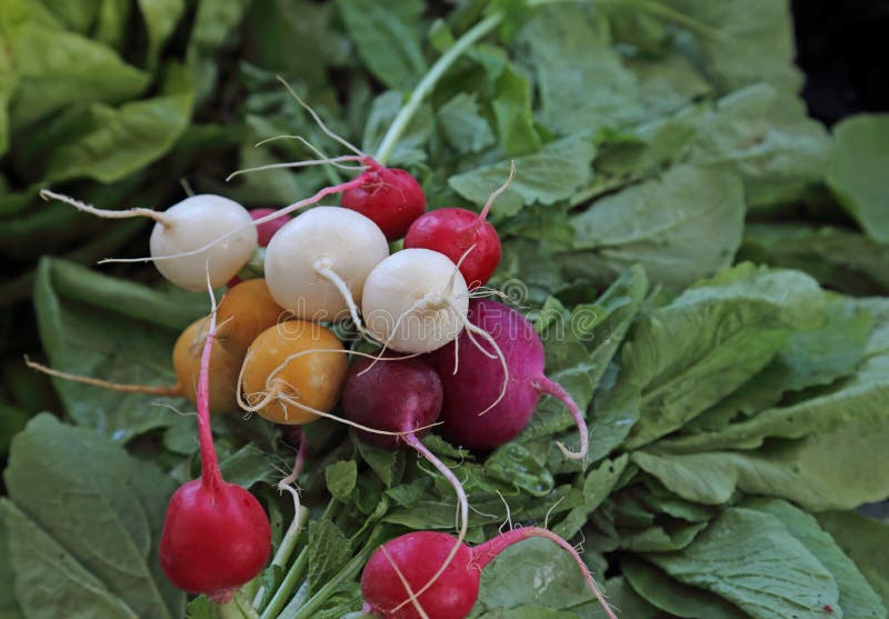 Multi-Colored Radishes stock image. Image of market - 162857233
