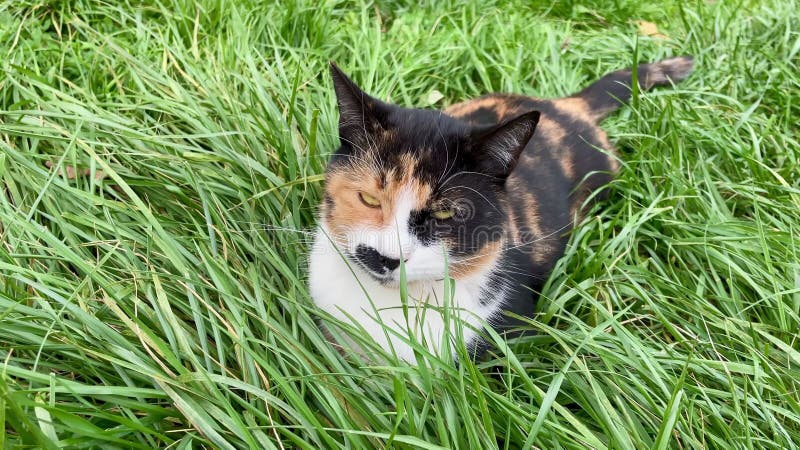 A Multi-colored, Red-black Cat Sits in the Green Grass in the Summer ...