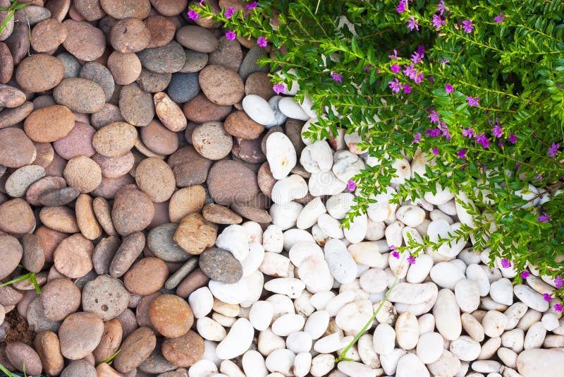 Multi-colored river rocks stock image. Image of fully - 42556171