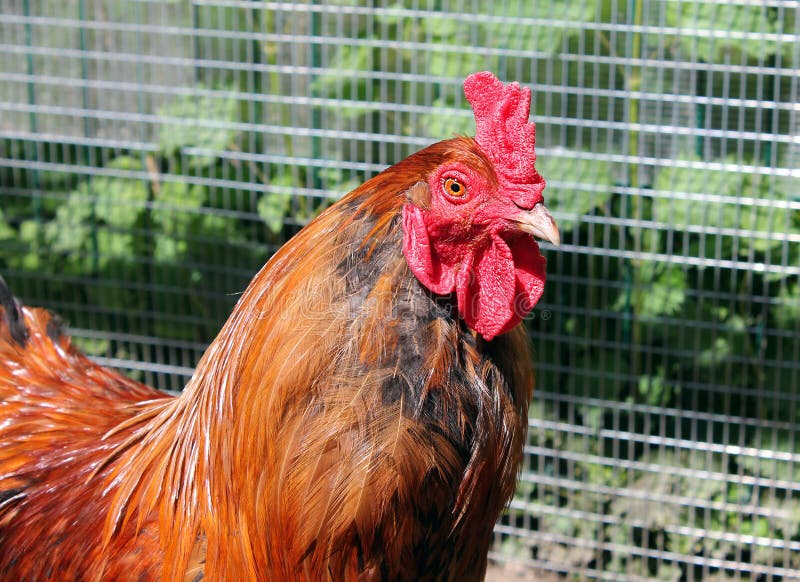 Multi-colored Rooster on a Farm Stock Photo - Image of agriculture ...