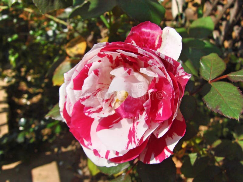 Multi Colored Rose stock photo. Image of gardening, petal - 92039054