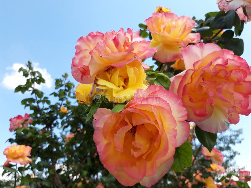 Bush of Roses Blooming in the Garden Stock Image - Image of bloom, pink ...