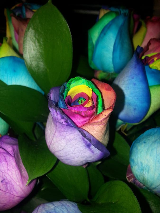 Multi-colored roses stock photo. Image of composition - 26269936