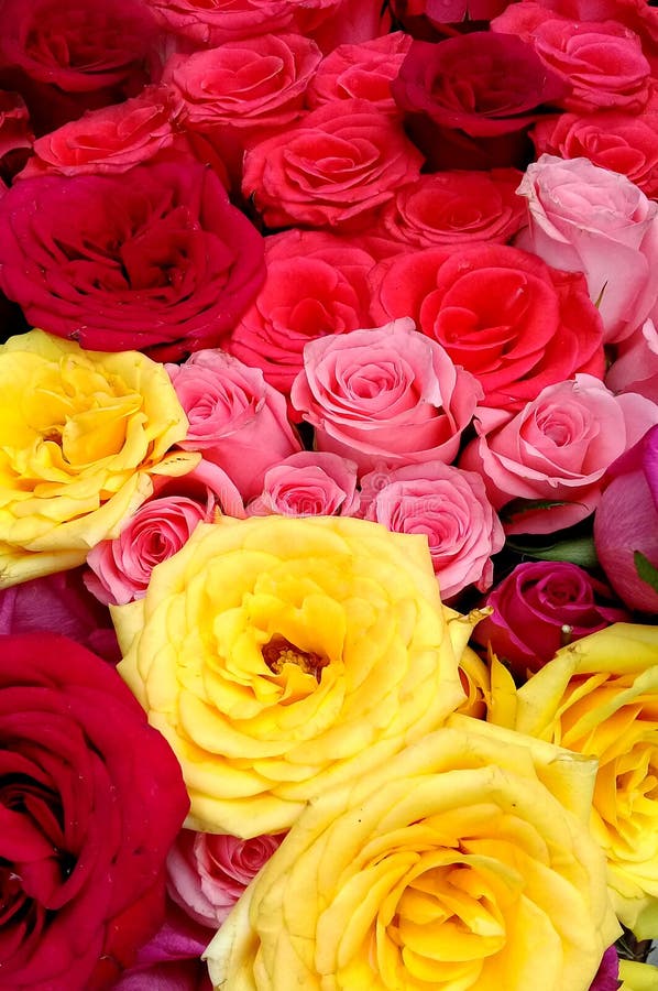 Multi-colored roses stock photo. Image of floral, romance - 88402852