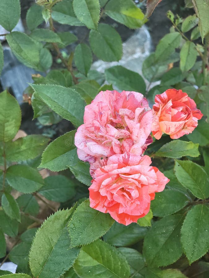 Multi Colored Roses in My Garden Stock Photo - Image of rose, plant ...