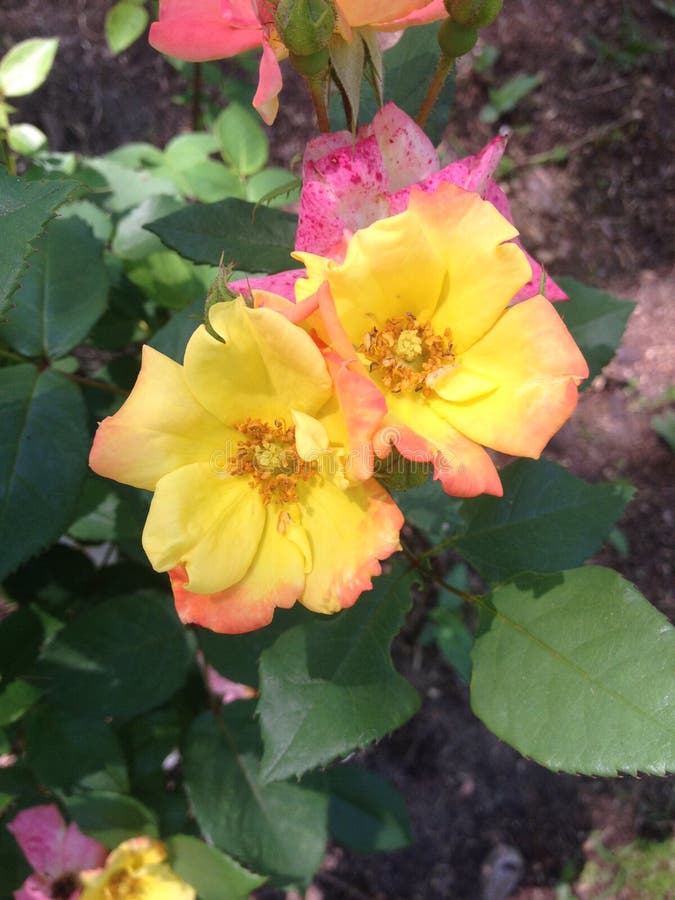 Multi-colored roses stock photo. Image of composition - 26269936