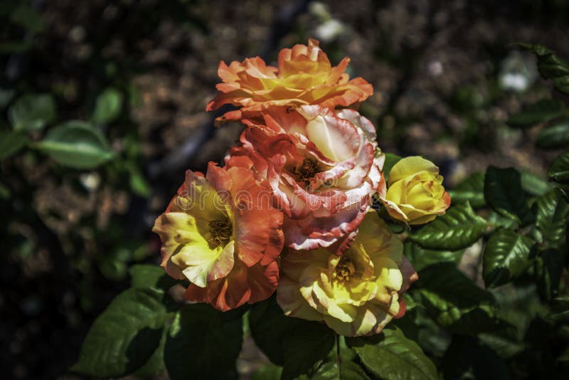 Multi-colored Roses from the Rose Garden Stock Image - Image of nature ...