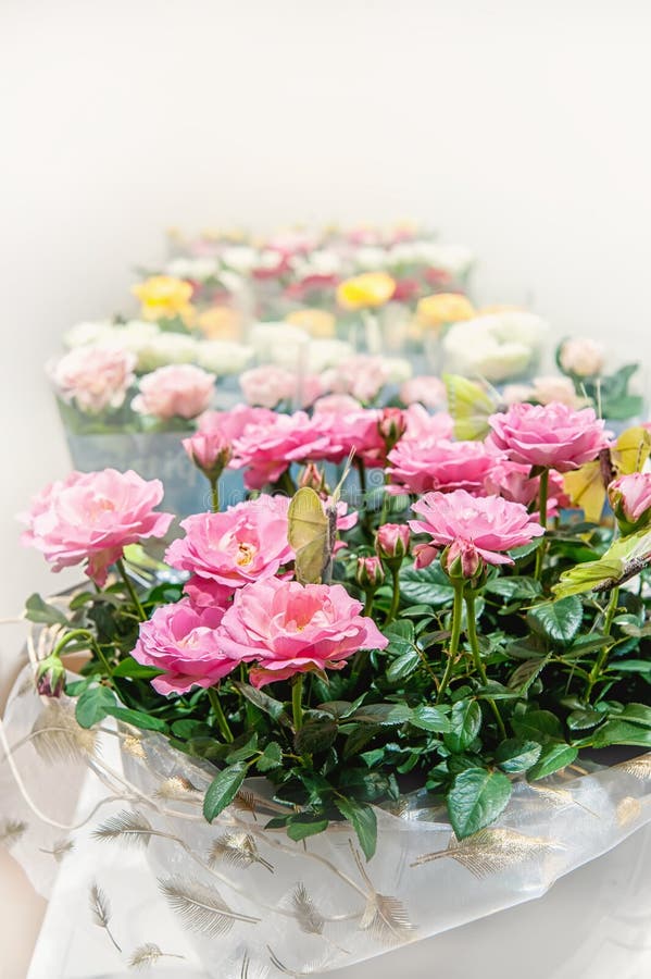 Multi-colored Roses in the Store are Sold As a Gift in a Package. the ...