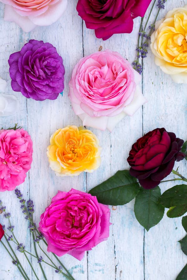 Multi-colored Roses, Top View Stock Image - Image of blooming, bloom ...